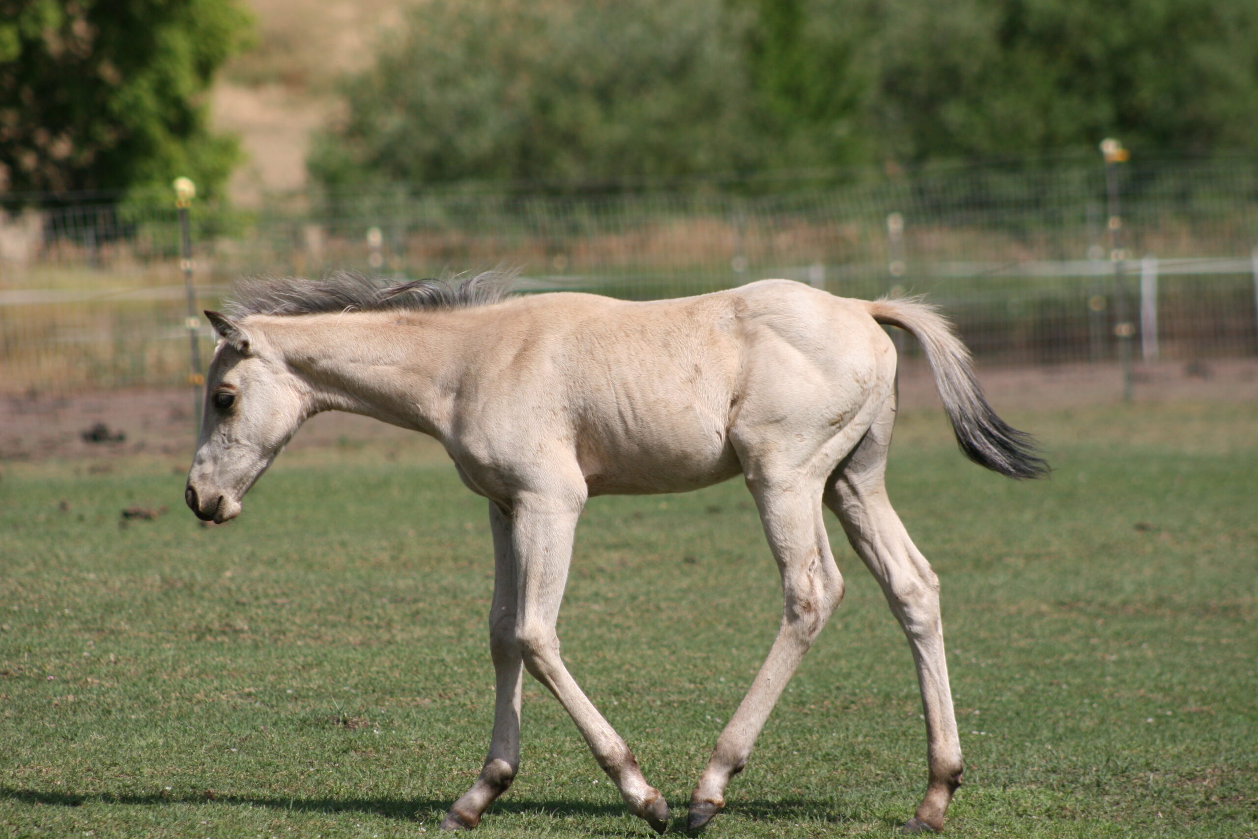 Wolf Moon Ranch LLC Performance Paint and Quarter Horse Sales Zack
