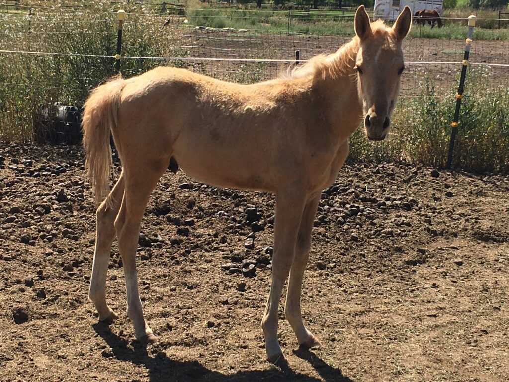 Wolf Moon Ranch LLC Performance Paint and Quarter Horse Sales 2023