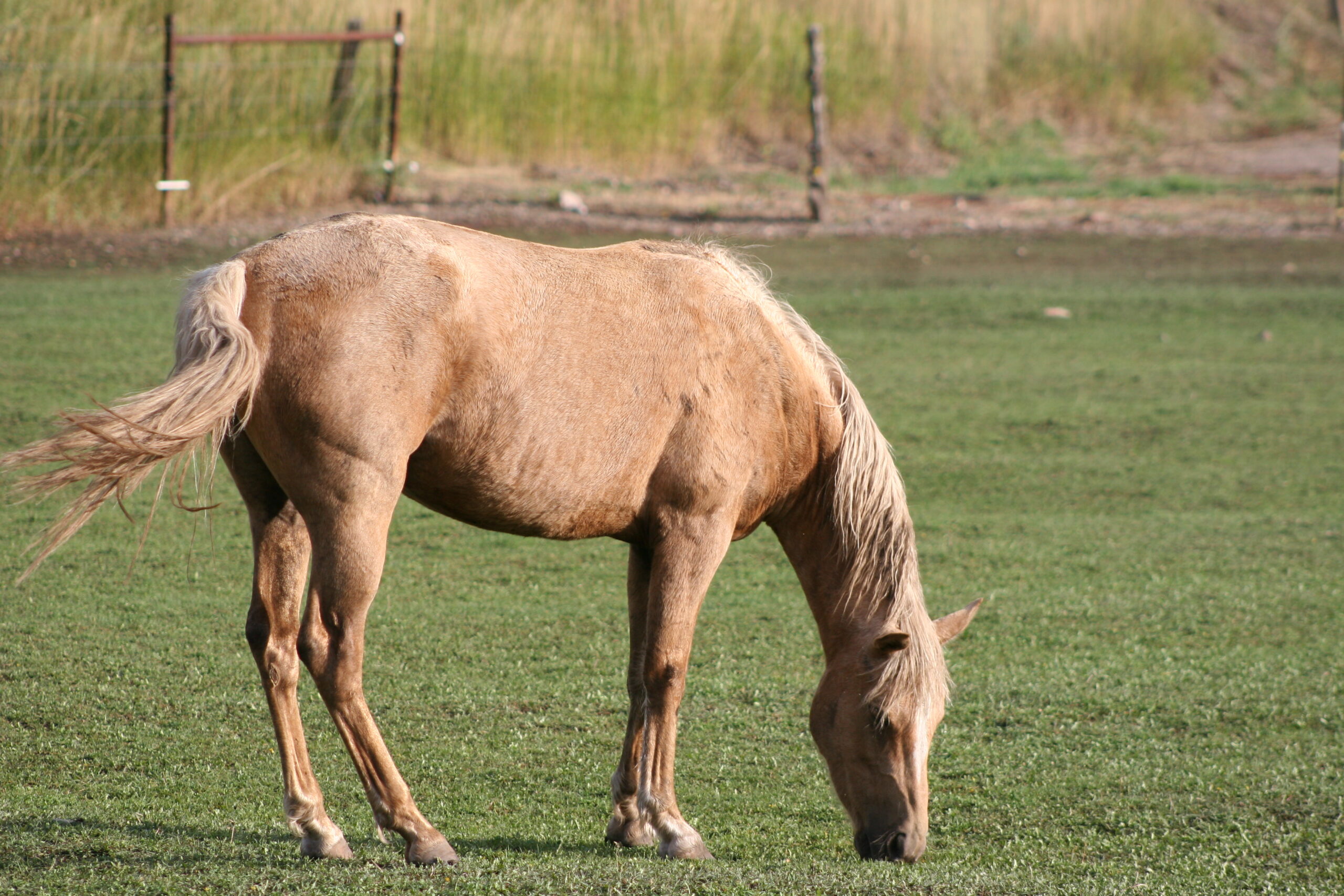 Wolf Moon Ranch LLC Performance Paint and Quarter Horse Sales JJ Bank ...